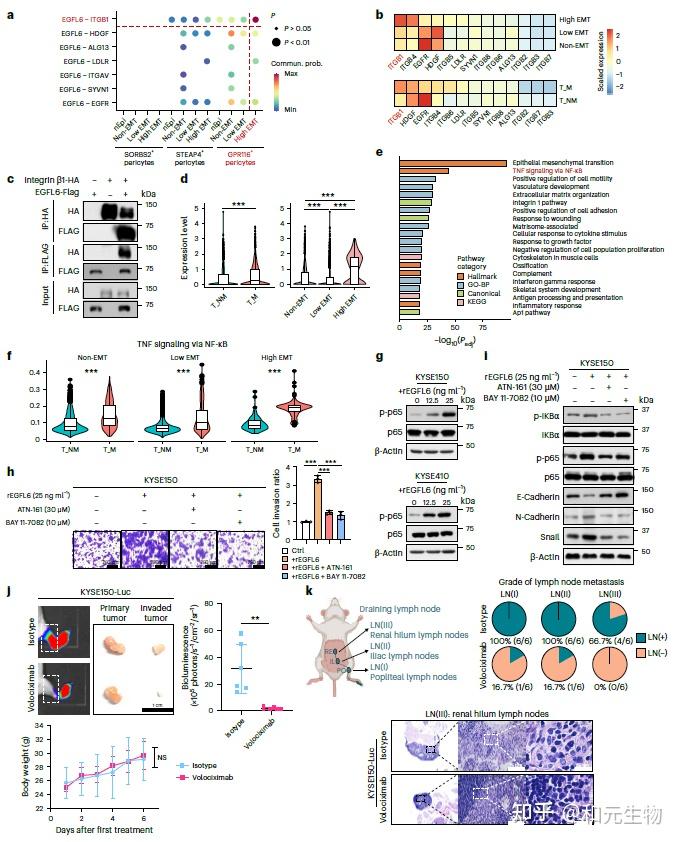 Nature genetics| ESCC GPR116+周细胞通过PRRX1-EGFL6-整合素β1-NF-kB轴调控肿瘤转移 - 知乎