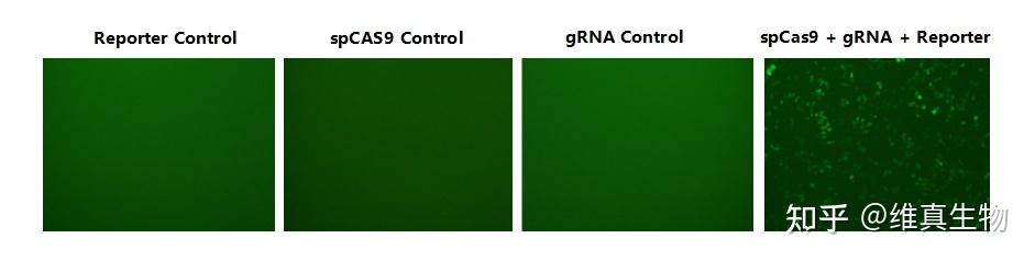 如何鉴定基因敲除效果？ - 知乎