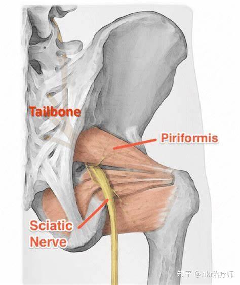 梨状肌（Piriformis）解剖与测试 - 知乎