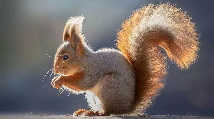 中译英 -《比尾巴》 - 知乎