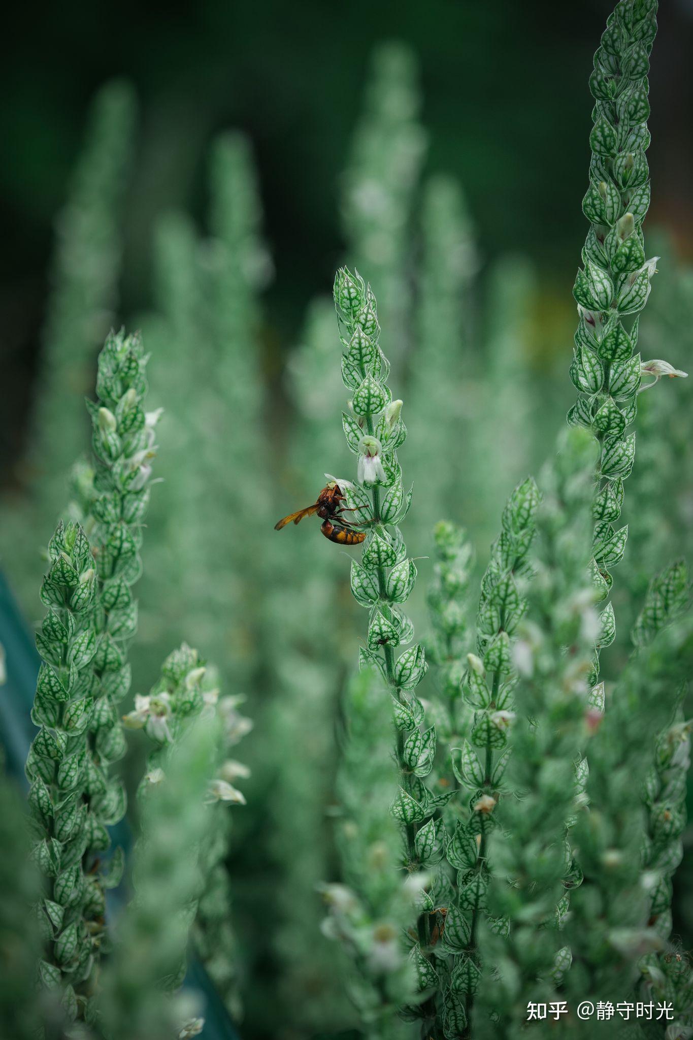 富士Xt5和索尼A7c2怎么选? - 知乎