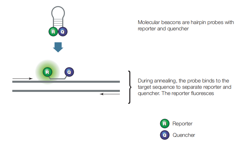 一文读懂，不同类型qPCR的发光原理 - 知乎