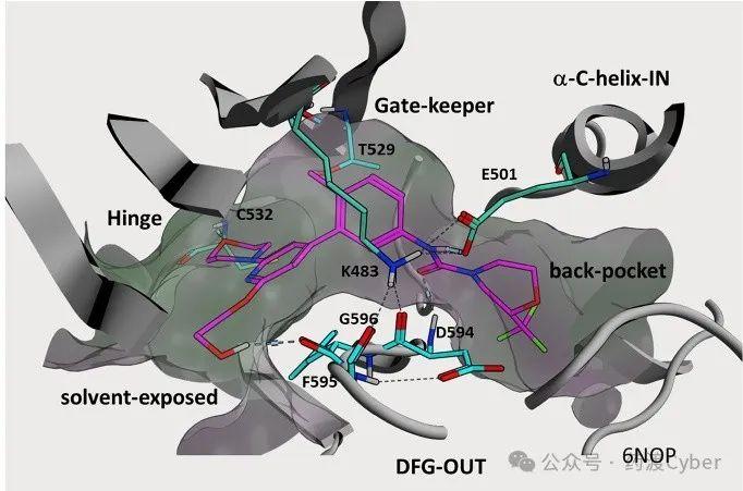 解析克服泛RAF激酶抑制的挑战：Exarafenib（KIN-2787）的发现 - 知乎