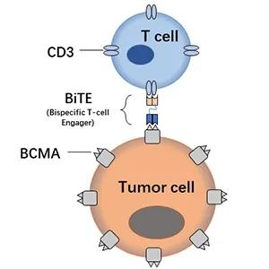 【Biorbyt 产品】双特异性抗体 / Bispecific Antibody - 知乎