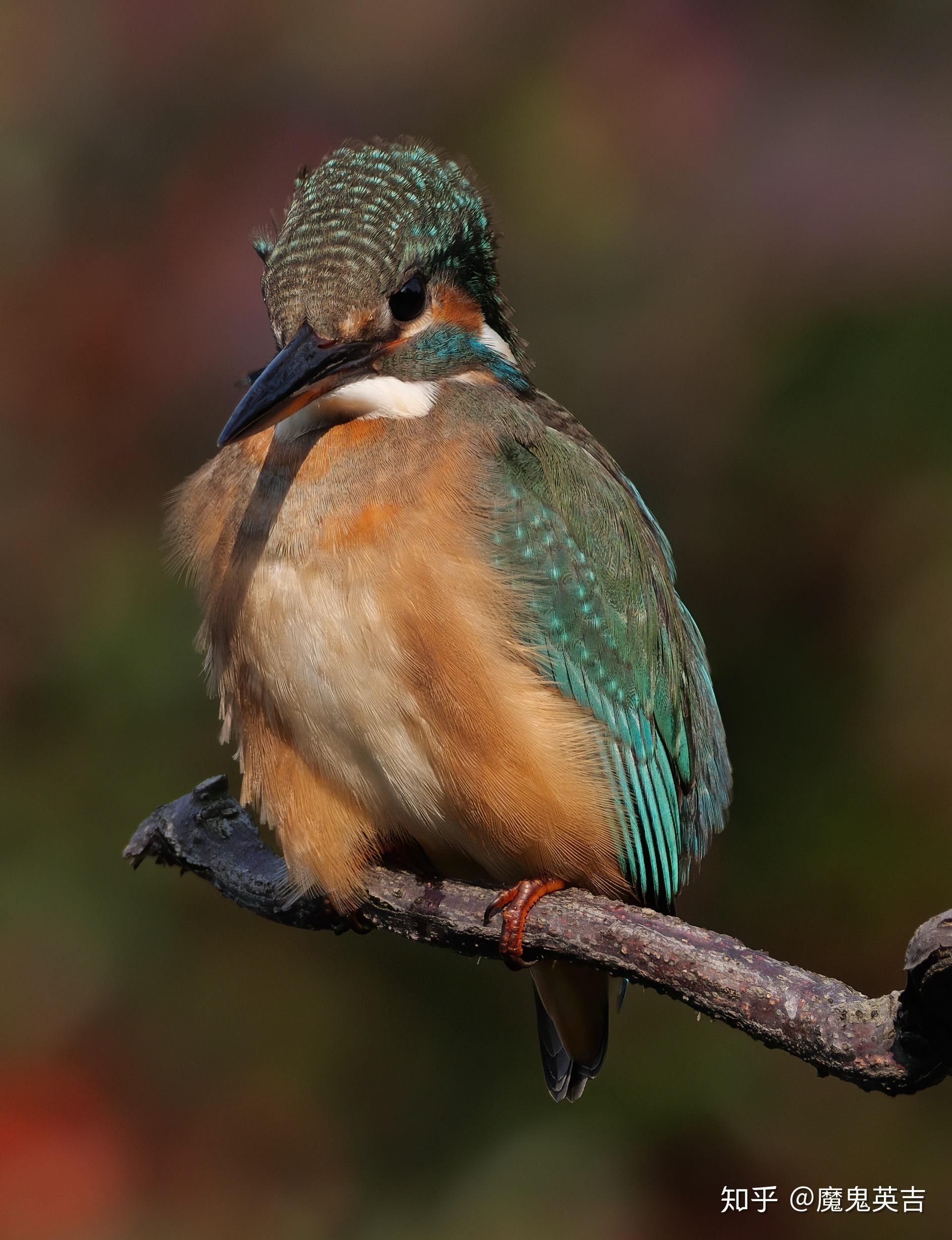 apsc画幅m43画幅拍照画质相差很多吗? - 知乎