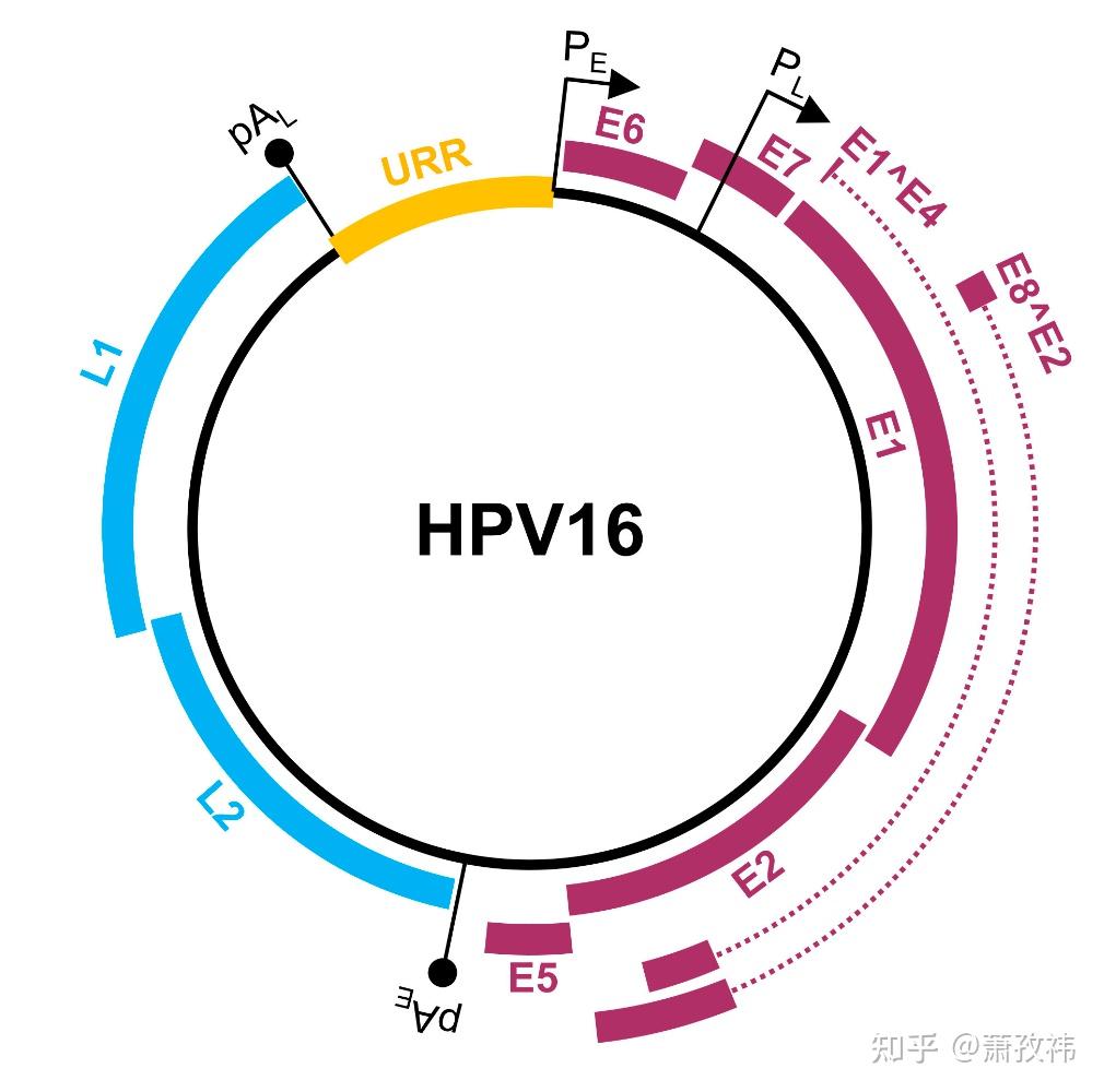病毒致癌的分子机制 - 知乎
