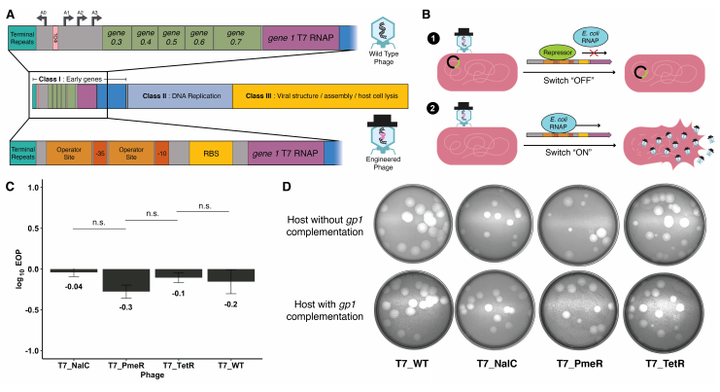 调节T7噬菌体RNA聚合酶转录控制其烈性 - 知乎