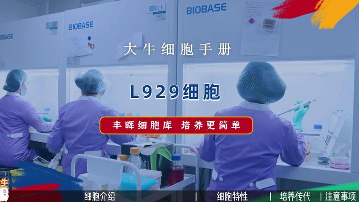 L929细胞培养，小鼠结缔组织L细胞株929克隆培养攻略-丰晖生物 - 知乎