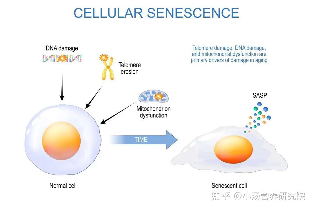 IF：81.3！从nature顶级子刊探索细胞衰老的关键特征：SASP - 知乎