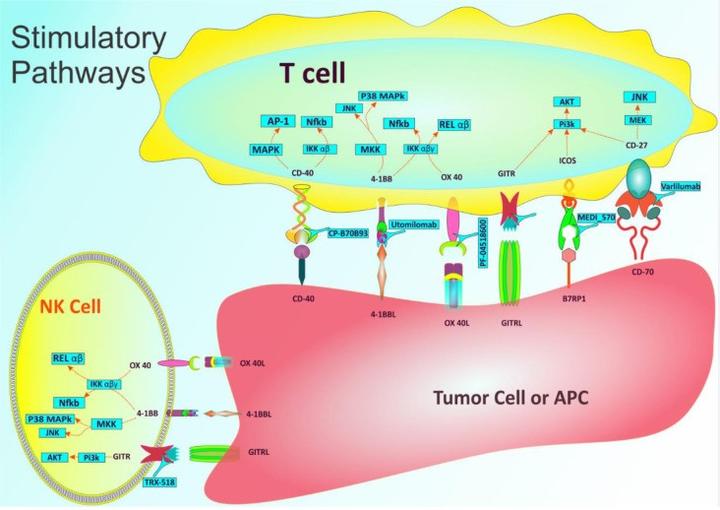 【ACRO上新了】激动性靶点过表达细胞株正式开售 - 知乎