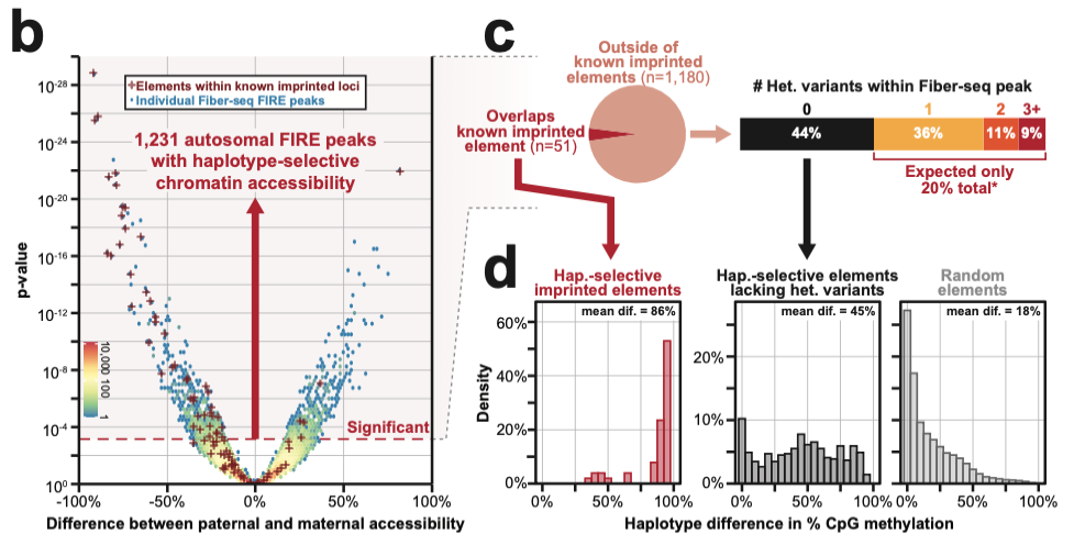 贝瑞基因新品发布 | Fiber-seq引领长读长表观组学研究浪潮 - 知乎