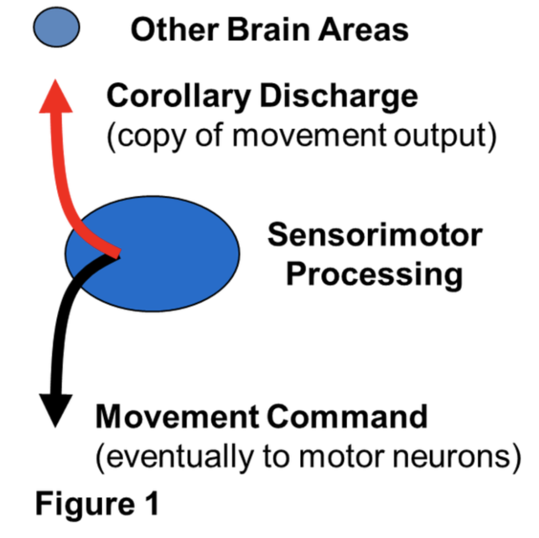 脑中的内部语言（inner speech）是怎么回事？可不可以不用人和语言做为载体？ - 知乎