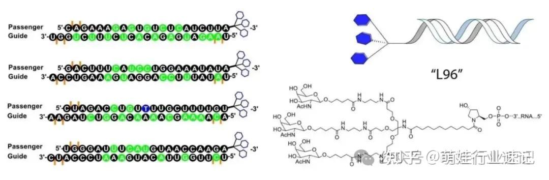 小核酸药物递送系统之GalNAc结构对比 - 知乎