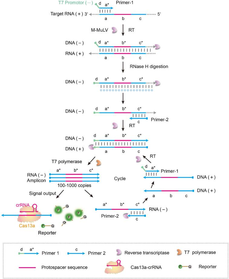 CRISPR/Cas13a技术下的等温一锅式RNA革新检测方案-SATCAS - 知乎