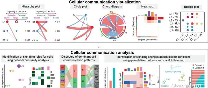 SCS【25】单细胞细胞间通信第一部分细胞通讯可视化（CellChat） - 知乎