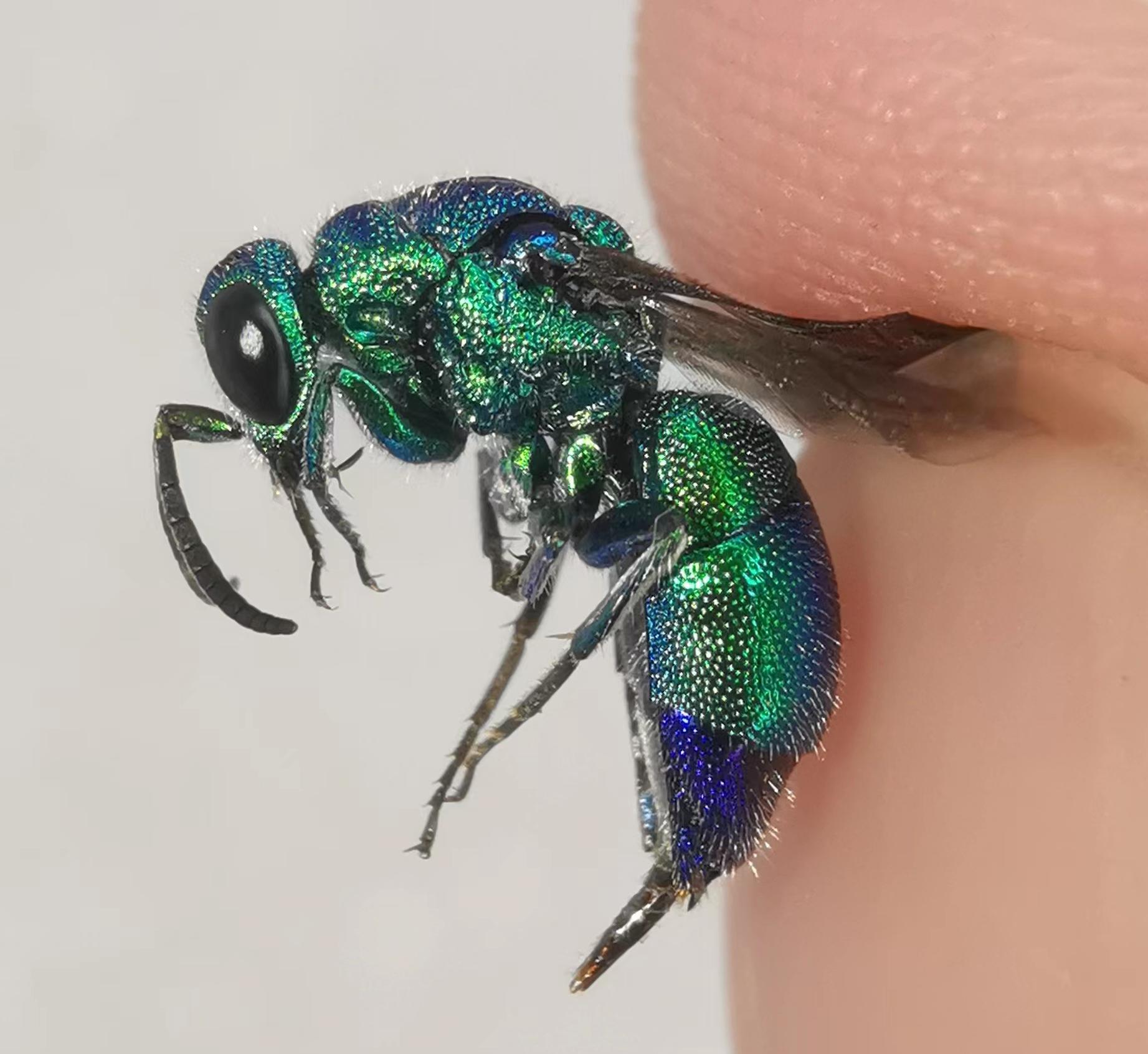 坦克虫会孵化出绿色虫子吗? - 知乎