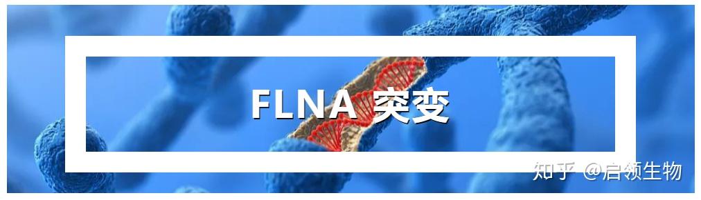 病例分析：与丝状蛋白A基因（FLAN）突变相关的肺部疾病 - 知乎