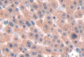 FITC/cy3/cy5/cy7-GSL-I 绿色荧光素标记西非单叶豆凝集素I - 知乎