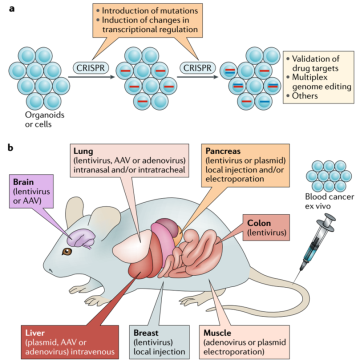 利用CRISPR基因编辑技术建立肿瘤动物模型 - 知乎