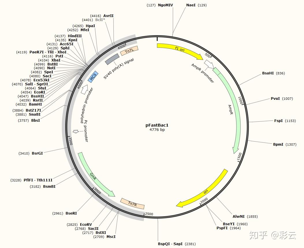 Bac-to-Bac昆虫杆状病毒表达系统表达蛋白 - 知乎
