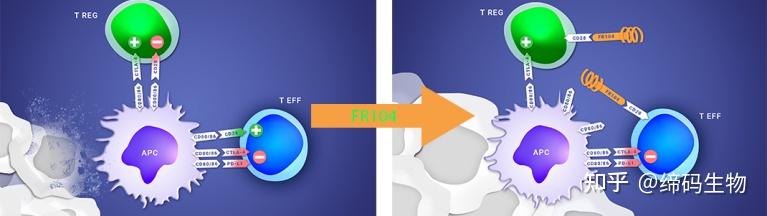 肿瘤免疫靶点 | CD28 - 知乎