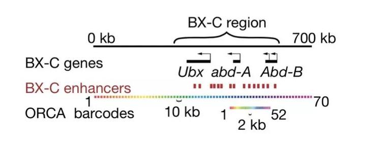 专家解读Nature丨惊叹！超高分辨直接观测基因表达的染色质时空调控 - 知乎