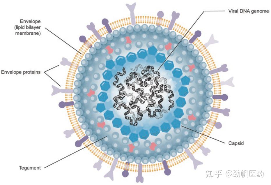 【溶瘤病毒】单纯疱疹病毒（HSV） - 知乎